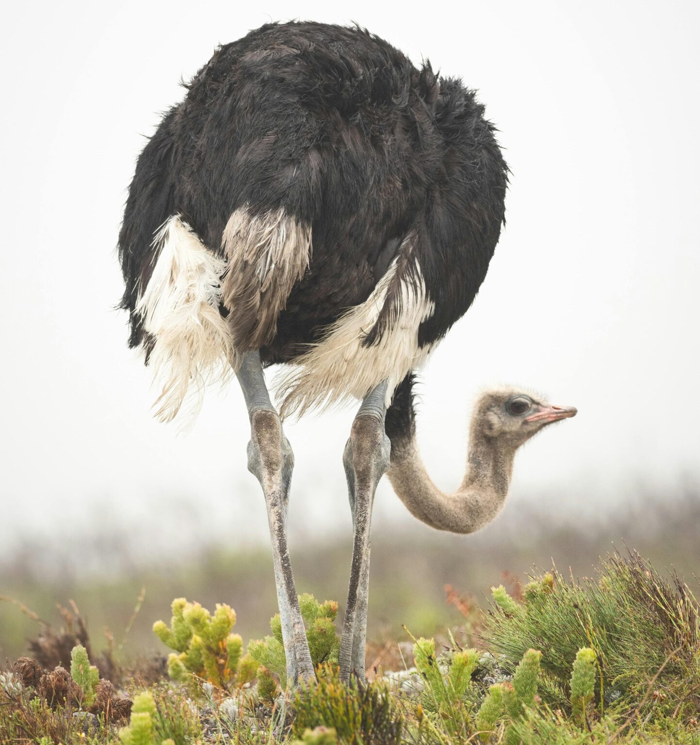 Ostrich leather: all you need to know about this luxury leather